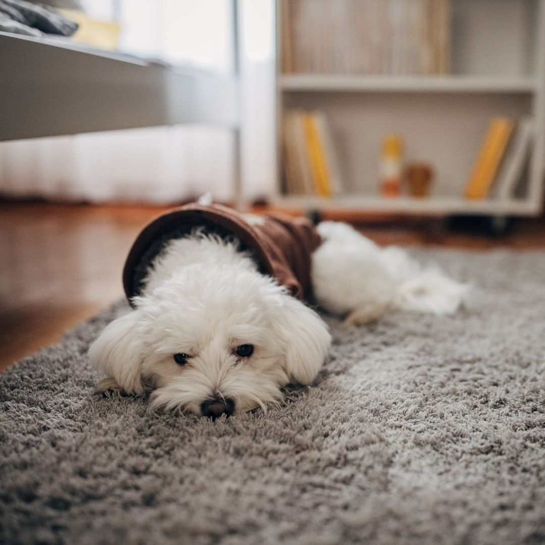 Expert Tips for Choosing Dog-Friendly Rugs for Your Home – The Rug Lady